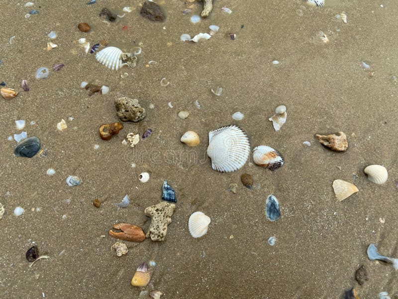 Sea Shells on the Sand on the Beach in Various Shapes Stock Photo ...