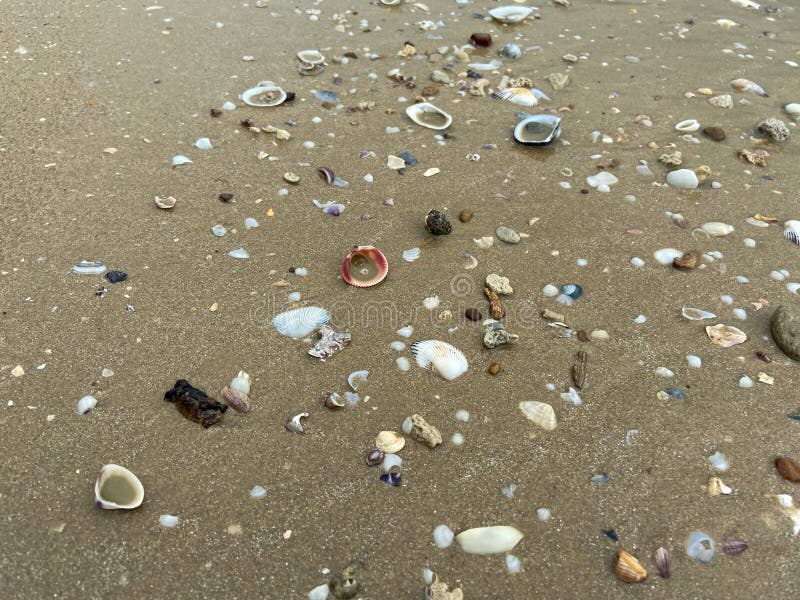 Sea Shells on the Sand on the Beach in Various Shapes Stock Image ...