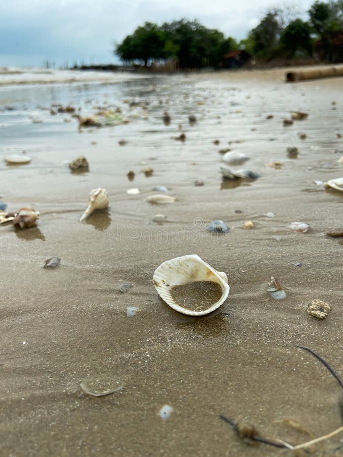 Sea Shells on the Sand on the Beach in Various Shapes Stock Photo ...