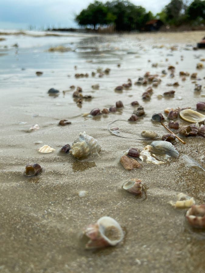 Sea Shells on the Sand on the Beach in Various Shapes. Stock Image ...