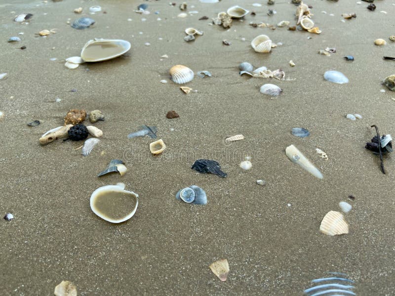 Sea â€‹â€‹shells on the Sand on the Beach in Various Shapes Stock Photo ...