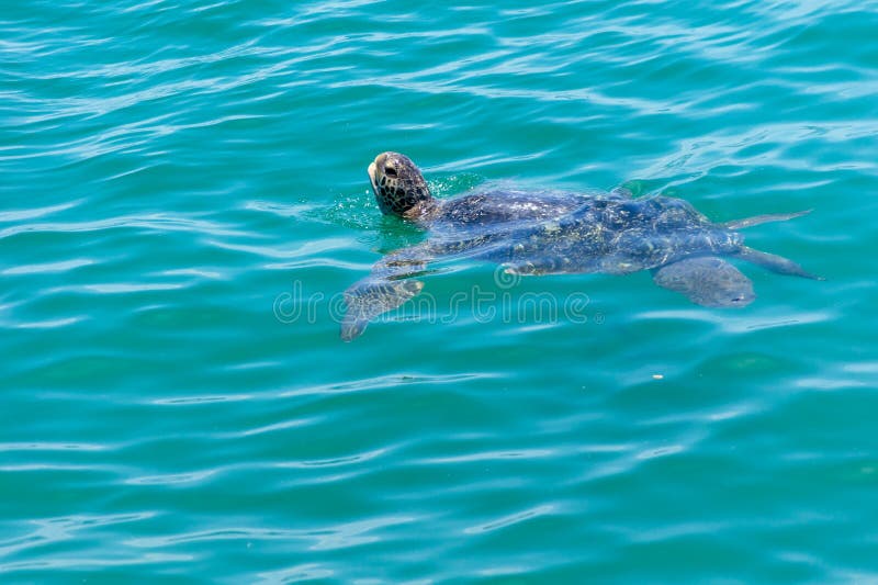 Sea â€‹â€‹turtle Pull Its Head Out of the Water Stock Image - Image of ...
