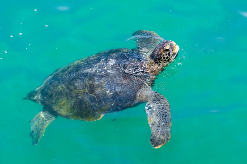 Sea â€‹â€‹turtle Pull Its Head Out of the Water Stock Image - Image of ...