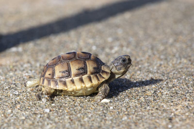 Sea â€‹â€‹turtle Washed Ashore in a Storm, Horizontal Format Stock ...