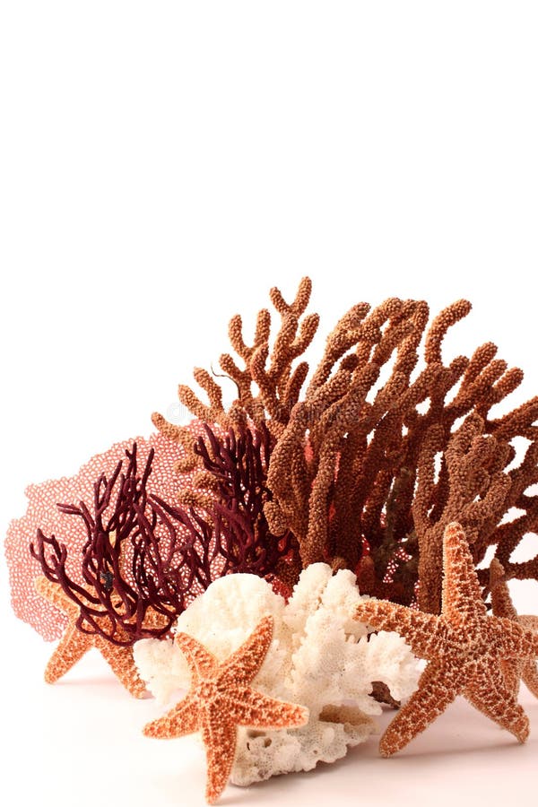 Red Gorgonian or Red Sea Fan Coral Stock Image - Image of aquarium ...