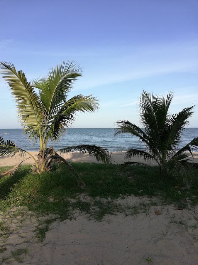 Sea stock photo. Image of beach, sand, coconut, tree - 153029380