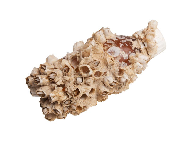 Sea Acorn Colony on a Bottle Stock Photo - Image of crustacean, mussel ...