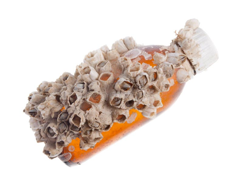 Sea Acorn Colony on a Bottle Stock Image - Image of life, creature ...