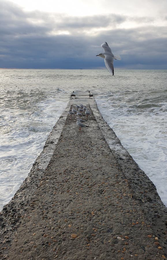 Albatr Stock Photos - Free & Royalty-Free Stock Photos from Dreamstime