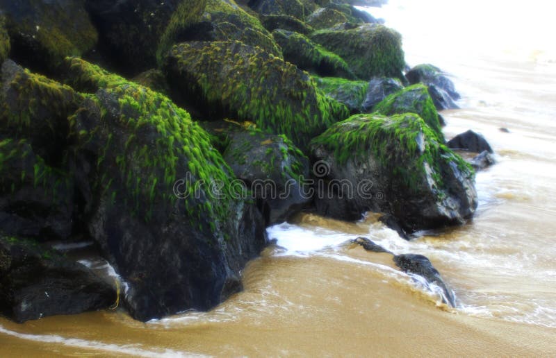 Sea algae on the rocks stock image. Image of environment - 97100305