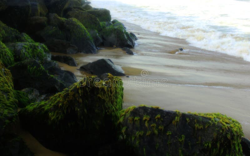 Sea Algae on the Rocks with Waves Stock Image - Image of biology ...