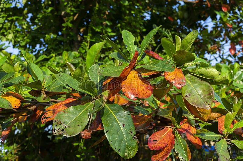 Sea almond leaf stock image. Image of leaf, bengal, indian - 284928037