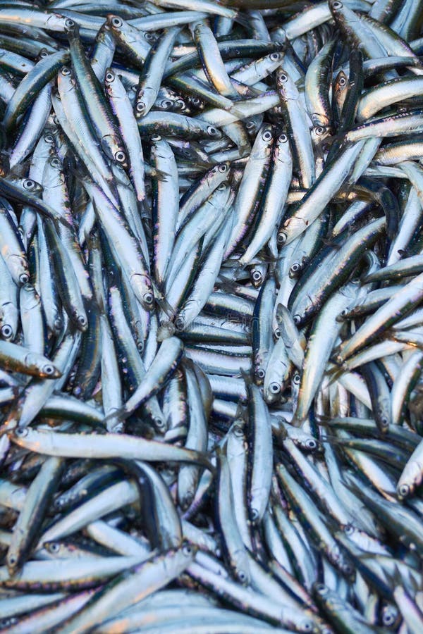 Sea Anchovy Harvested in the Black Sea, Romania 235 Stock Photo - Image ...