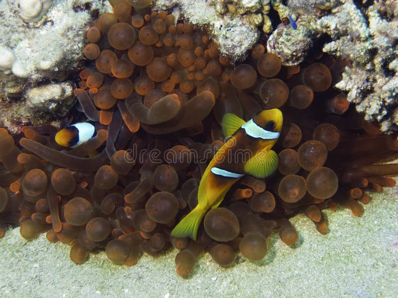Sea Anemon with Anemon Fishes. Stock Image - Image of anemonfish ...