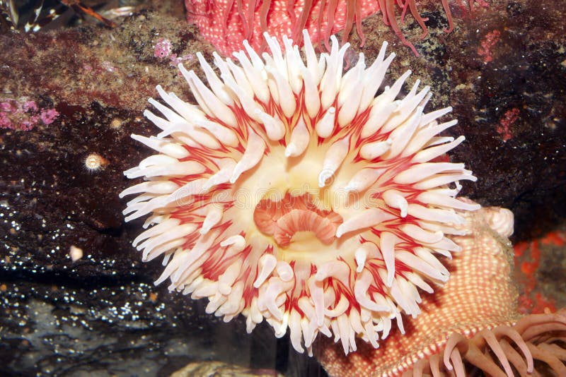 Red sea anemone stock image. Image of ocean, marine, islands - 30875007