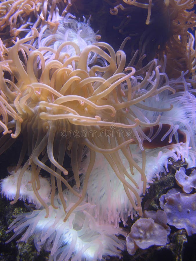 Sea Anemone stock photo. Image of anemone, ocean, life - 13443438