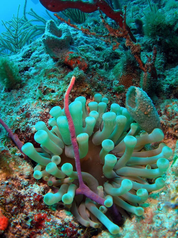 Sea Anemone stock photo. Image of marine, underwater, abtract - 225124