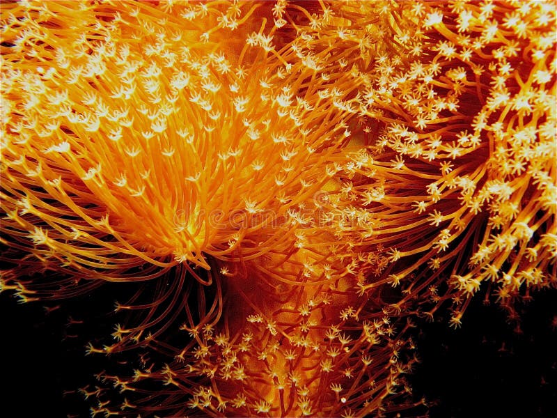 Sea Anemone stock photo. Image of fish, flower, anemone - 16760638