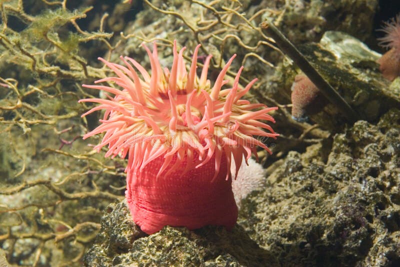 34,315 Sea Anemone Stock Photos - Free & Royalty-Free Stock Photos from ...