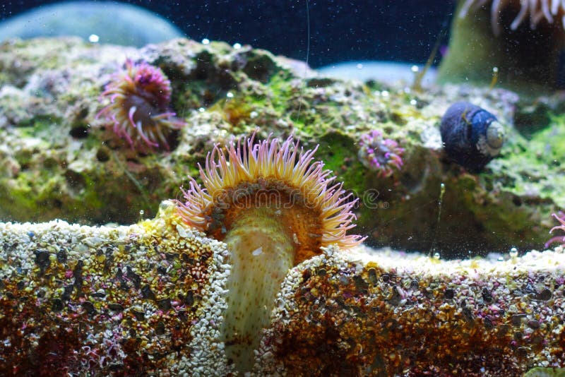 Sea anemone stock photo. Image of water, botany, actinia - 20631854