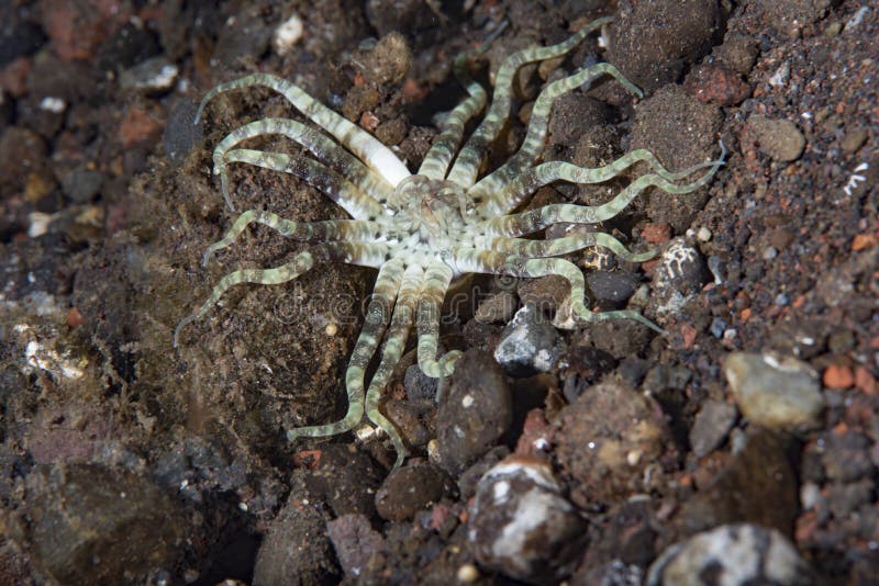 Edwardsianthus Gilbertensis Stock Photo - Image of bali, location ...