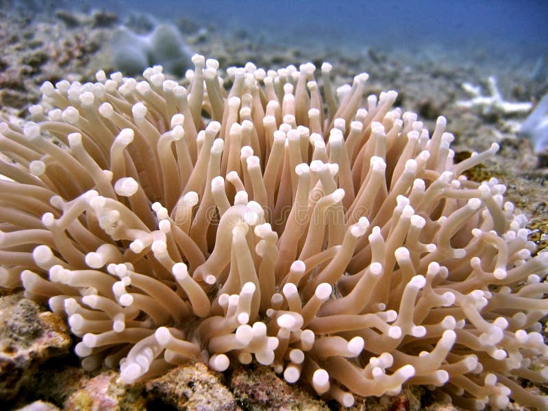 Sea Anemone stock photo. Image of marine, underwater, abtract - 225124