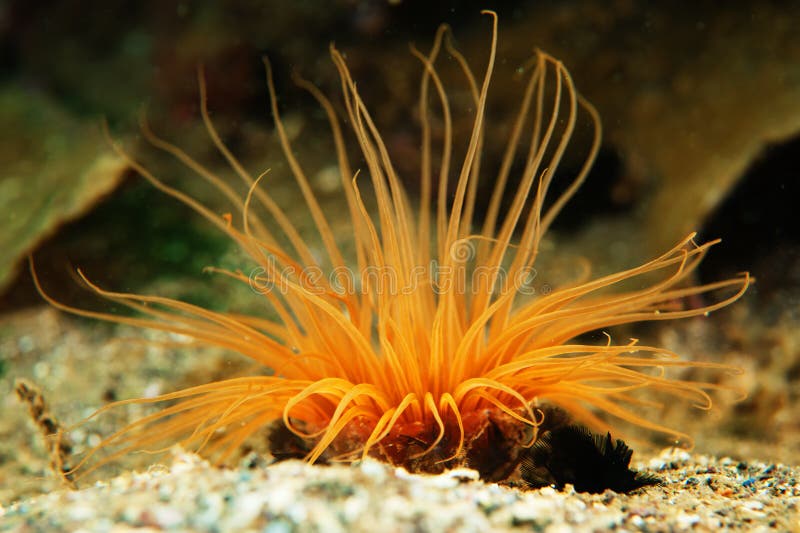 Orange Sea Pen (Ptilosarcus Gurneyi) Stock Image - Image of canada ...