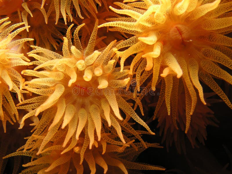 Sea Anemone stock image. Image of underwater, outdoors - 82416603