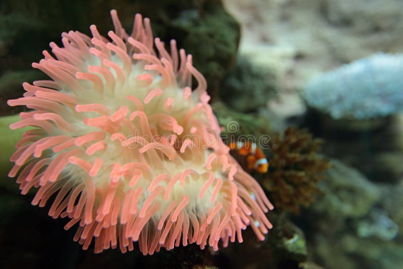 Sea anemone stock image. Image of close, fauna, underwater - 43758051