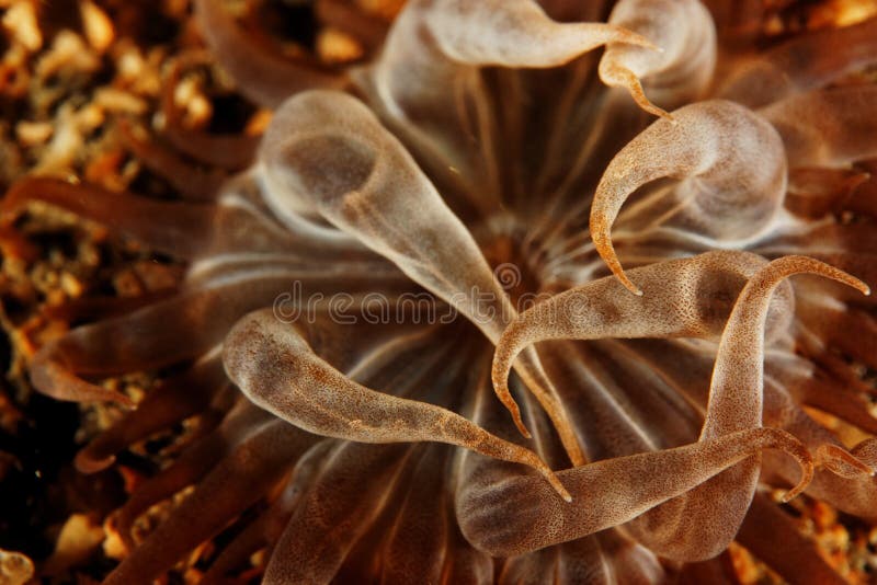 Sea anemone - Close-up stock photo. Image of life, marine - 21503598