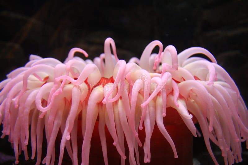 Sea anemone stock photo. Image of hexacorallia, life - 34038146