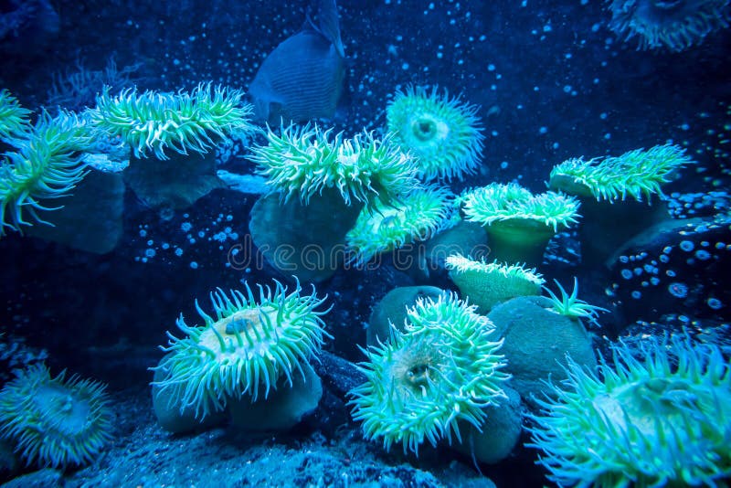 Sea Anemone Close-up View in Ocean Stock Photo - Image of marine ...
