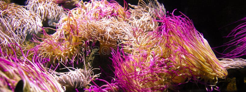 Sea anemone stock image. Image of colorful, diving, natural - 58560339