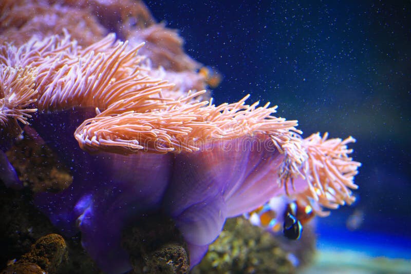 Adhesive Sea Anemone Stock Photos - Free & Royalty-Free Stock Photos ...