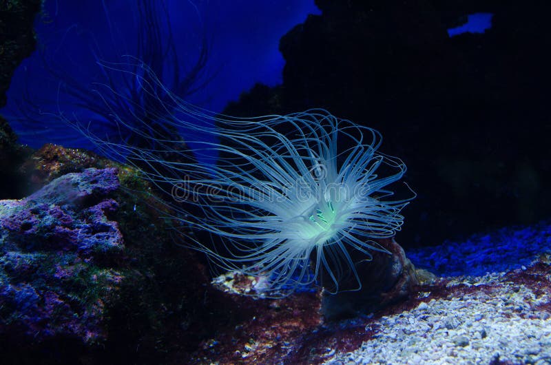 626 Poisonous Anemone Stock Photos - Free & Royalty-Free Stock Photos ...