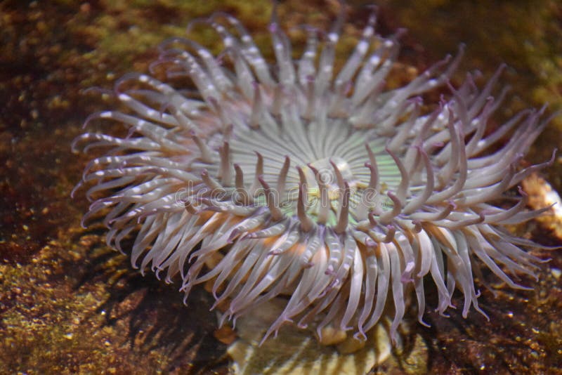 A Sea Anemone stock image. Image of aquatic, beautiful - 139029293