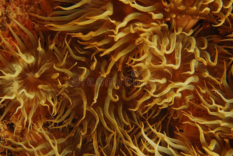 Sea anemone white stock photo. Image of fish, brittle - 72454280