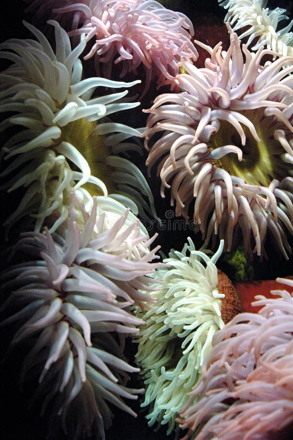 Sea Anemones stock image. Image of glow, flowing, ocean - 2344869
