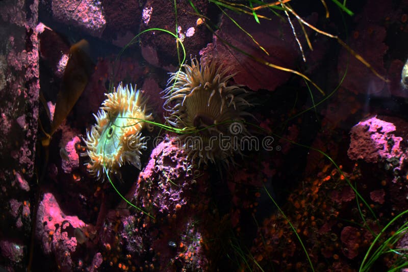 Sea Anemones Characteristics, Reproduction Stock Photo - Image of ...