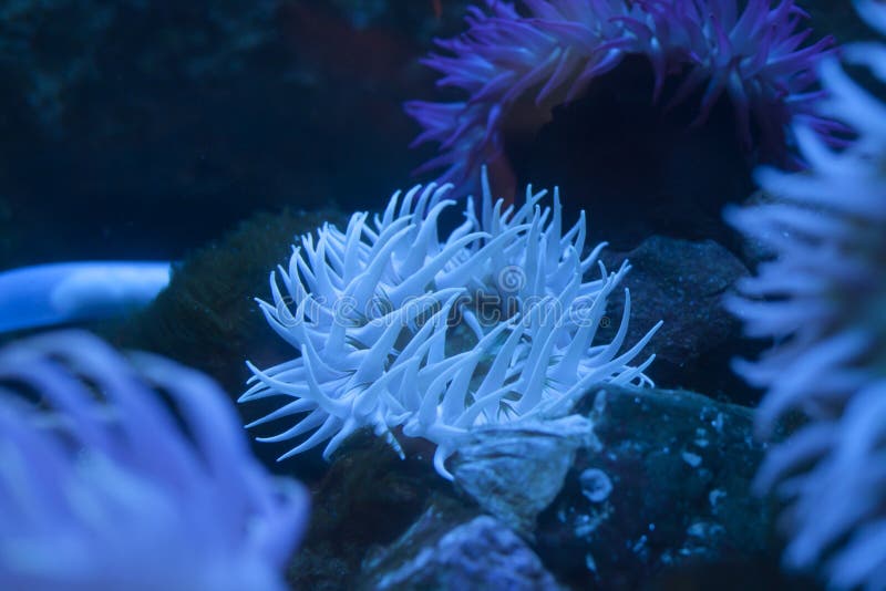 Sea Anemones stock photo. Image of anemone, animal, bottom - 87462030