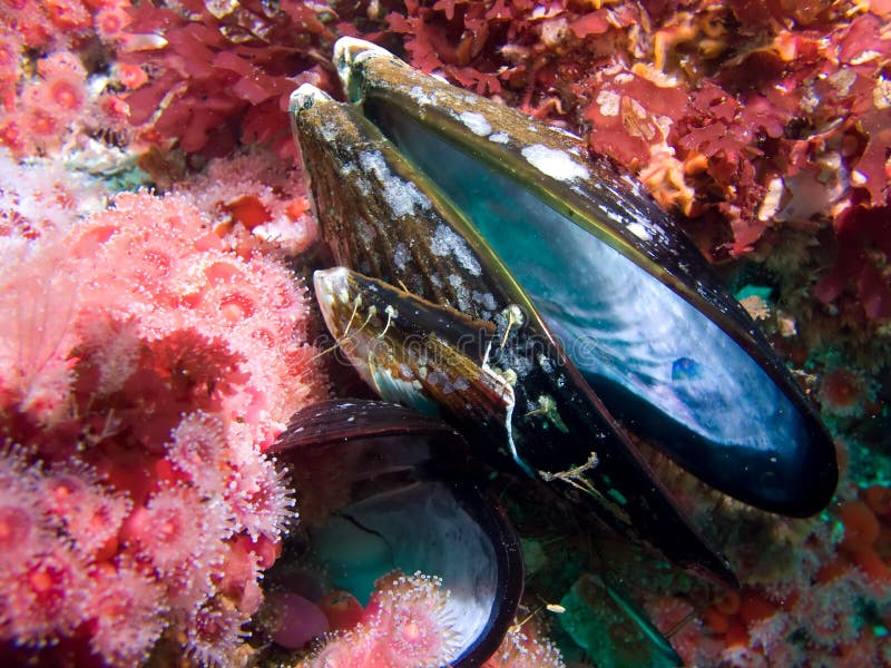 Sea Anemones and Mussel Shell Stock Photo - Image of mussel, clear: 9752342