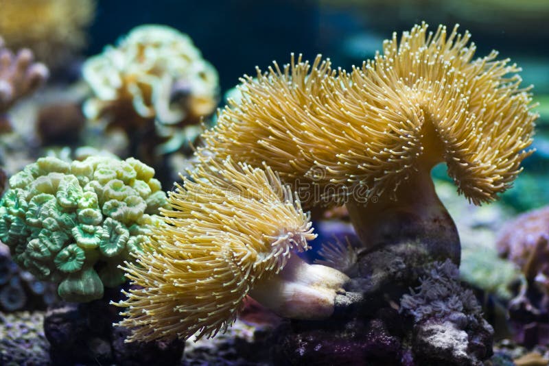Sea Anemones, Predatory Animals Stock Image - Image of horizontal ...
