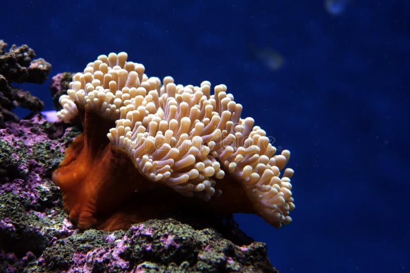Sea Anenome stock image. Image of aquarium, ocean, rocks - 9604661