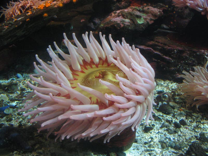 Sea Anenome, Canada stock image. Image of vancouver, sand - 3026269