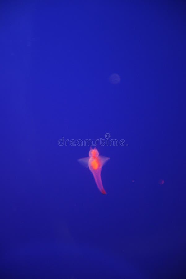 Sea angel or slug stock photo. Image of angel, single - 42361154