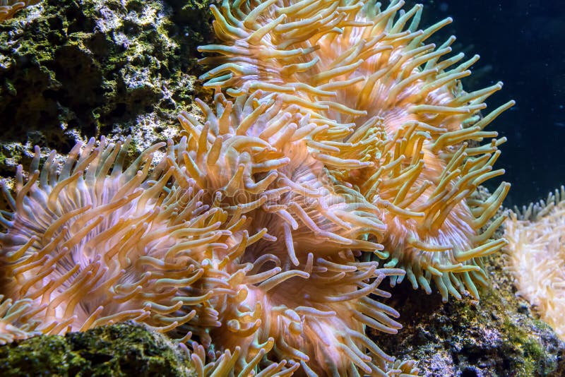 Sea Anomone stock image. Image of underwater, ocean, clown - 90683197