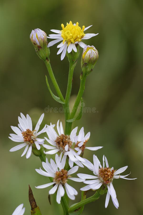 Sea Aster stock photo. Image of coastal, nature, saltmarsh - 227696308