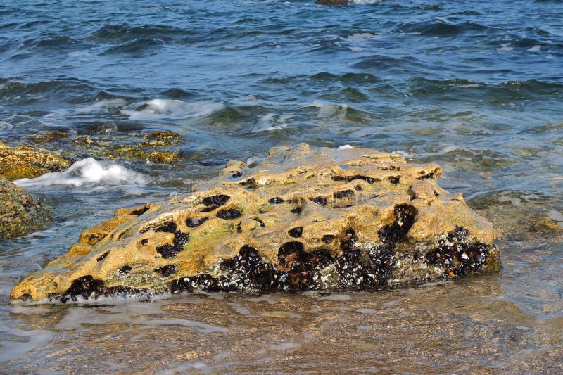 Sea and autumn stock image. Image of bright, crest, autumn - 61530637