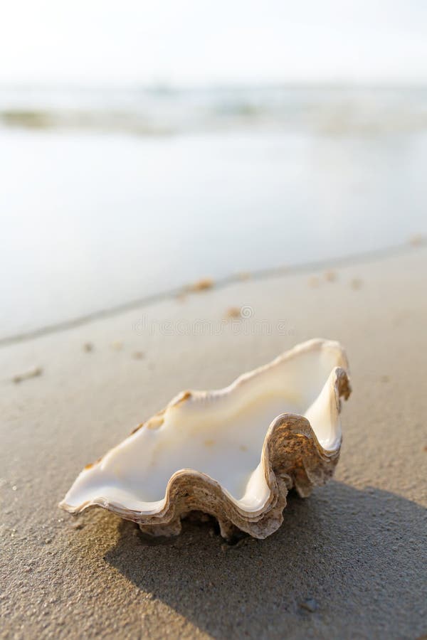 Seashell on Sandy Sea Beach. Shells Conch on Sand, Holiday Vacation ...