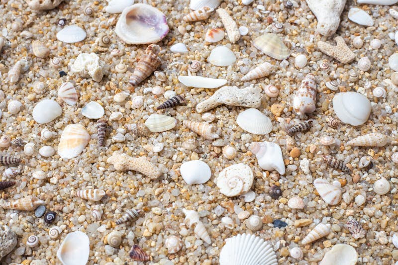 Sea Background. Shells and Corals on Coarse White Sand, Top View Stock ...